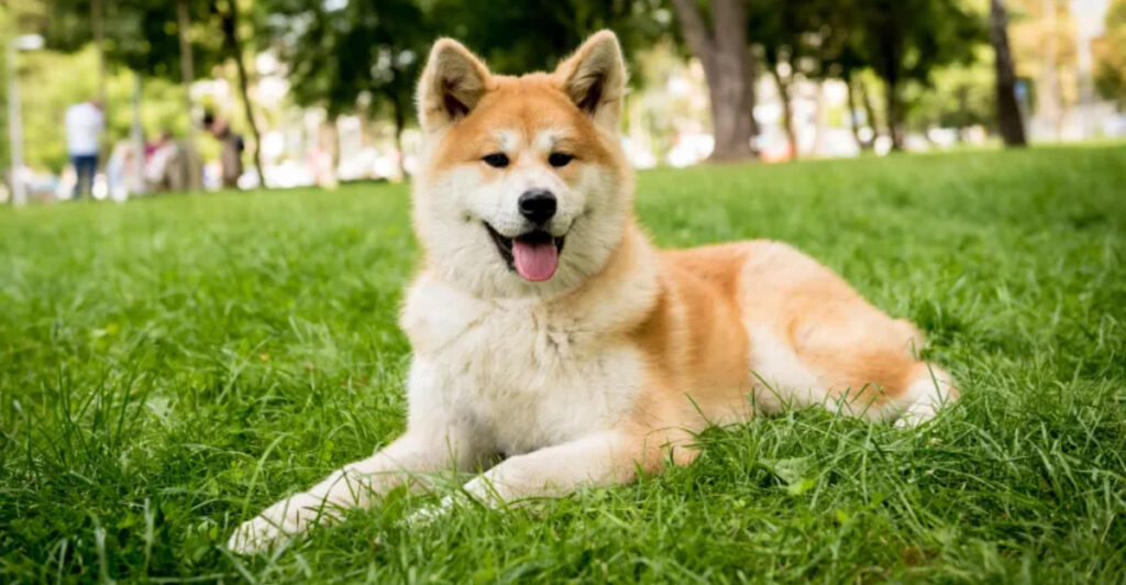 Could Your Dog Be Prone to Aggression? These 9 Breeds Raise Red Flags ...