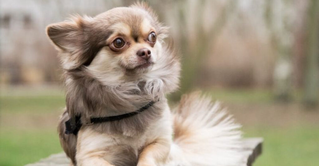 Don’t Miss Out on Years of Love — These 25 Dogs Have Long Lifespans ...