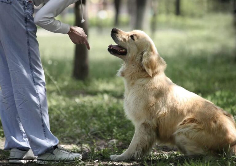 13 Easy Techniques to Calm Your Reactive Dog - Epic dogs tales