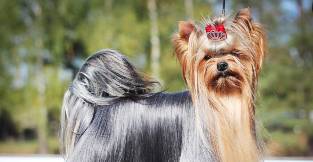 From Fluffy to Sleek—14 Small Breeds That Show Size Isn’t Everything ...