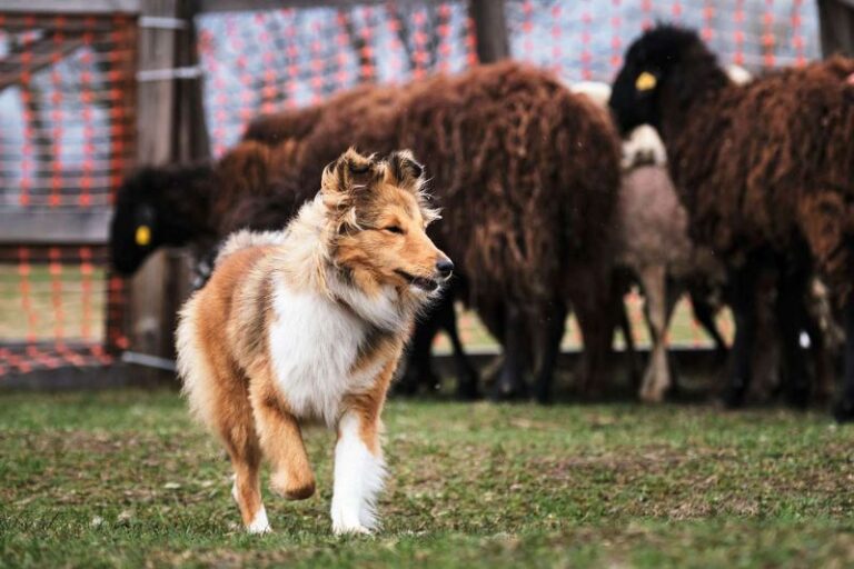 16 Ranch Dog Breeds Known for Their Grit and Loyalty - Epic dogs tales