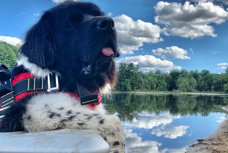 How These 14 Brave Dogs Became Nature’s Ultimate Protectors - Epic dogs ...