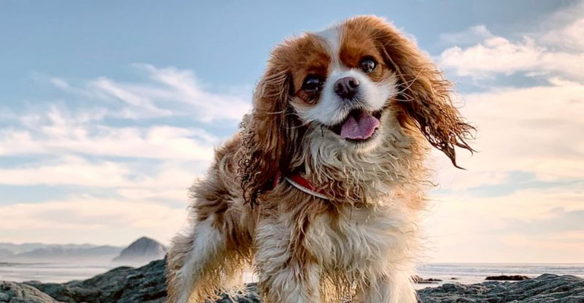 Not Big, Not Bland — Just 13 Tiny Dogs with Giant Personalities - Epic ...