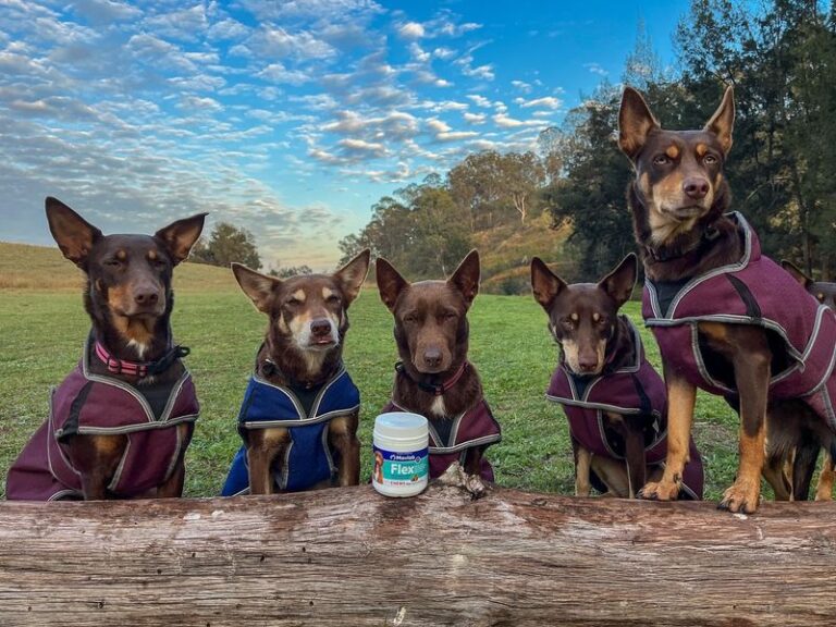 16 Ranch Dog Breeds Known for Their Grit and Loyalty - Epic dogs tales