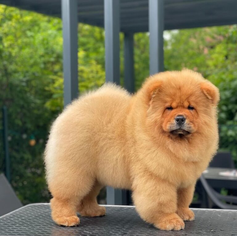 7 Stunning Orange Dog Breeds That Brighten Every Room - Epic dogs tales