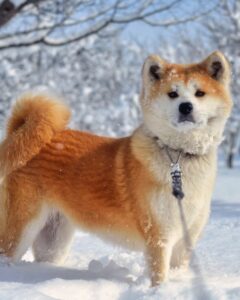 7 Native Japanese Dog Breeds You Should Know - Epic dogs tales