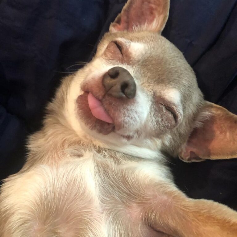 10 Chill Dog Breeds That Make Life Easier and Happier - Epic dogs tales