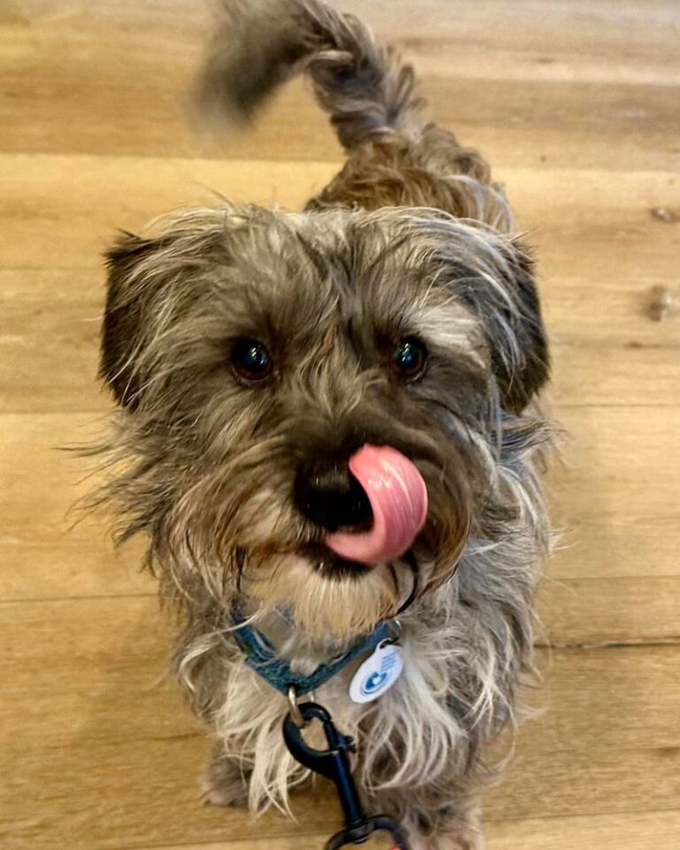 Schnauzer Shih Tzu Mix