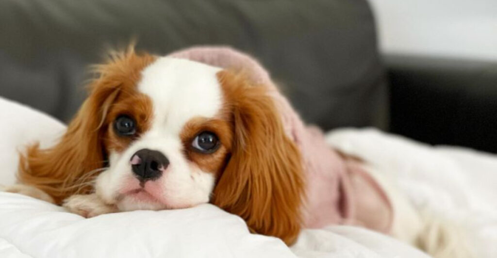 The 16 Most Affectionate Bedtime Dogs That Love Curling Up Beside You ...