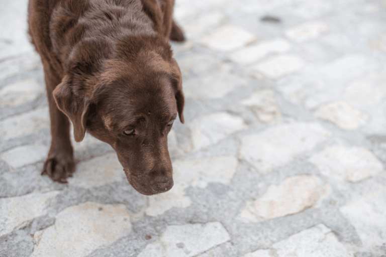 These 10 Behaviors Could Mean Your Dog Isn’t Happy With You - Epic dogs ...