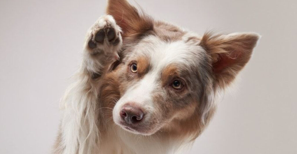 These 11 Dog Behaviors Reveal They're Ignoring You - What to Do Instead ...