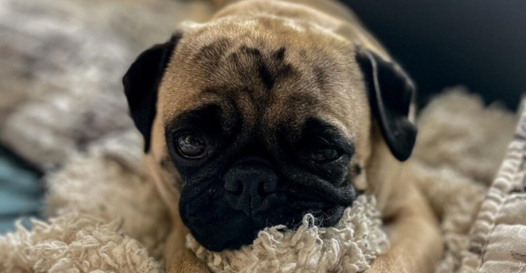 These 11 Snuggly Breeds Make the Coziest Bedtime Companions - Epic dogs ...