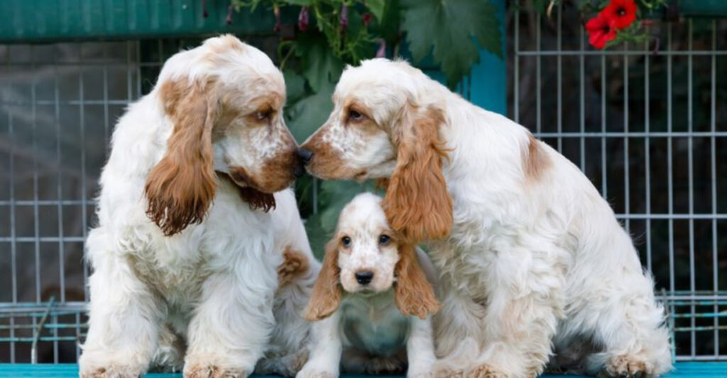 These 14 Dogs Get Cuter (and Cuddlier) as They Grow Older - Epic dogs tales