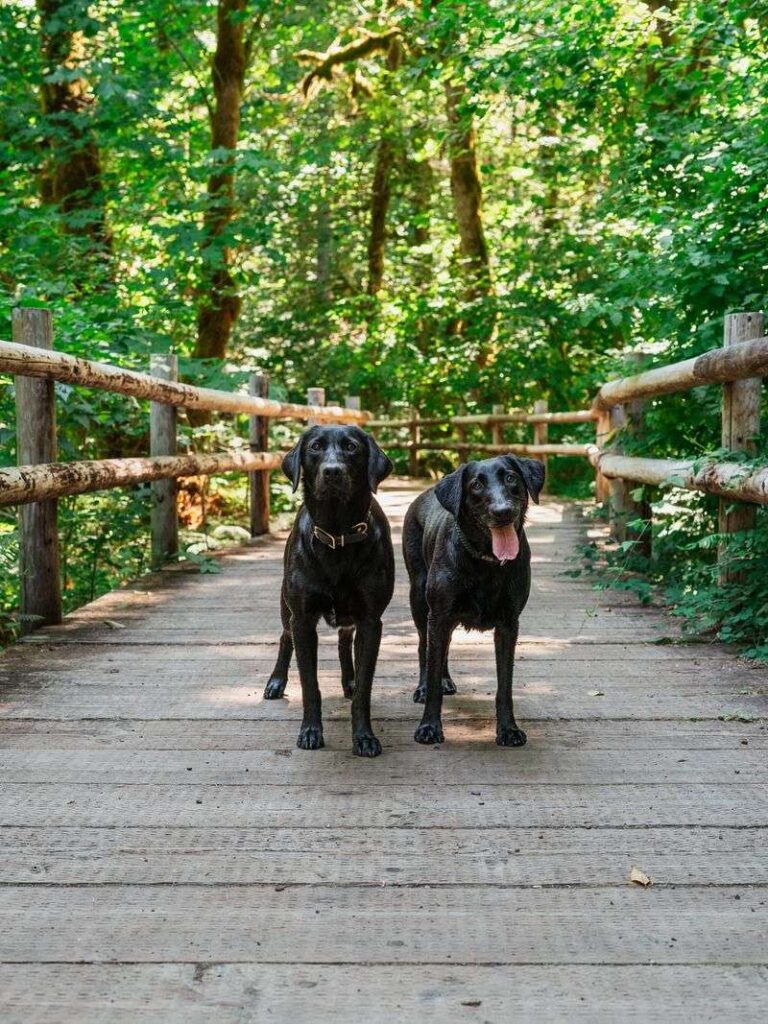 These 14 Dogs Turn Daily Walks Into Epic Outdoor Experiences - Epic ...