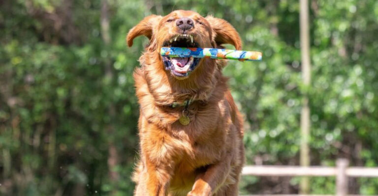 These 14 Dogs Turn Daily Walks Into Epic Outdoor Experiences - Epic ...