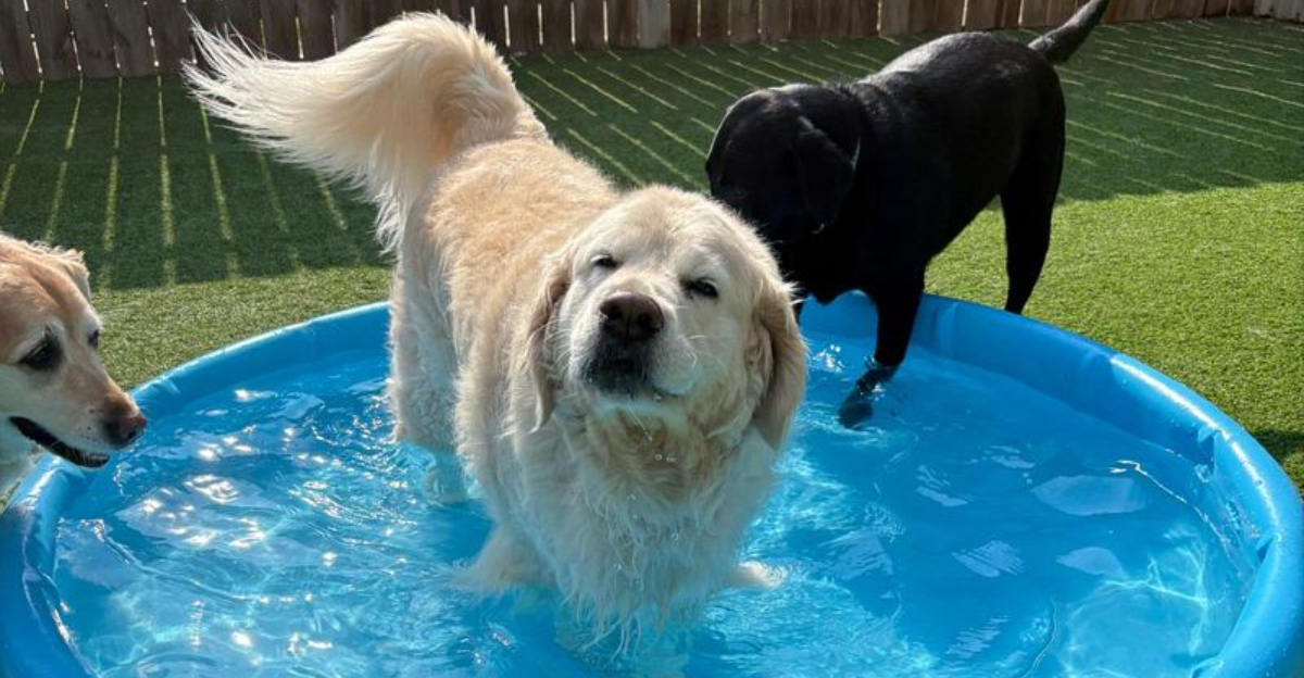 These 15 Dog Cooling Tips Are Backed by Science — and They Really Work ...