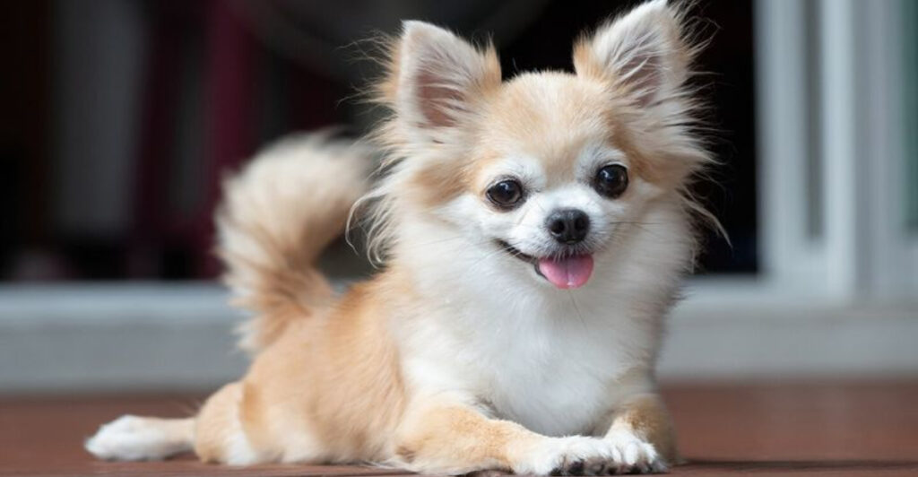 These 17 Small Dog Breeds Pack More Love Than Big Dogs (Science Proves ...