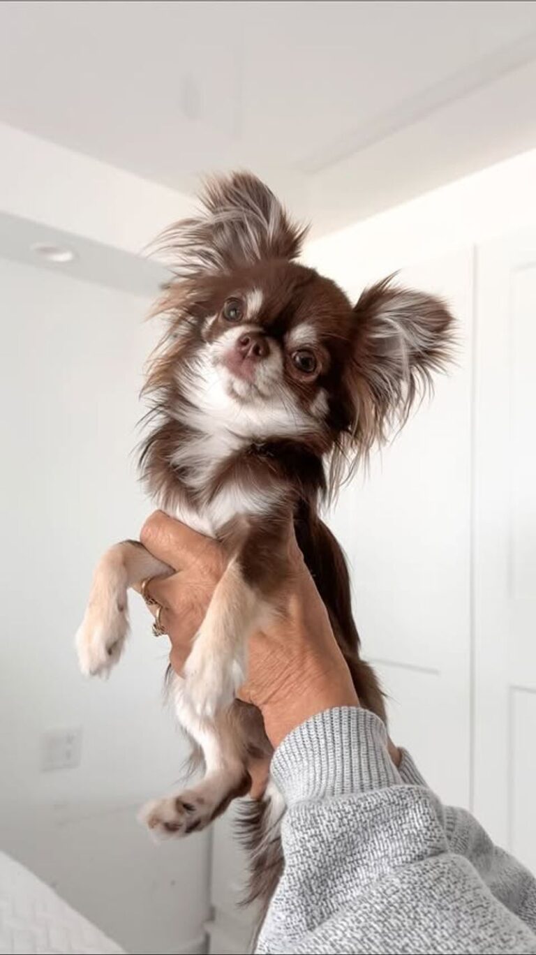 These 9 Small Dogs Are Surprisingly Brave (Unlike These 6 Timid ...