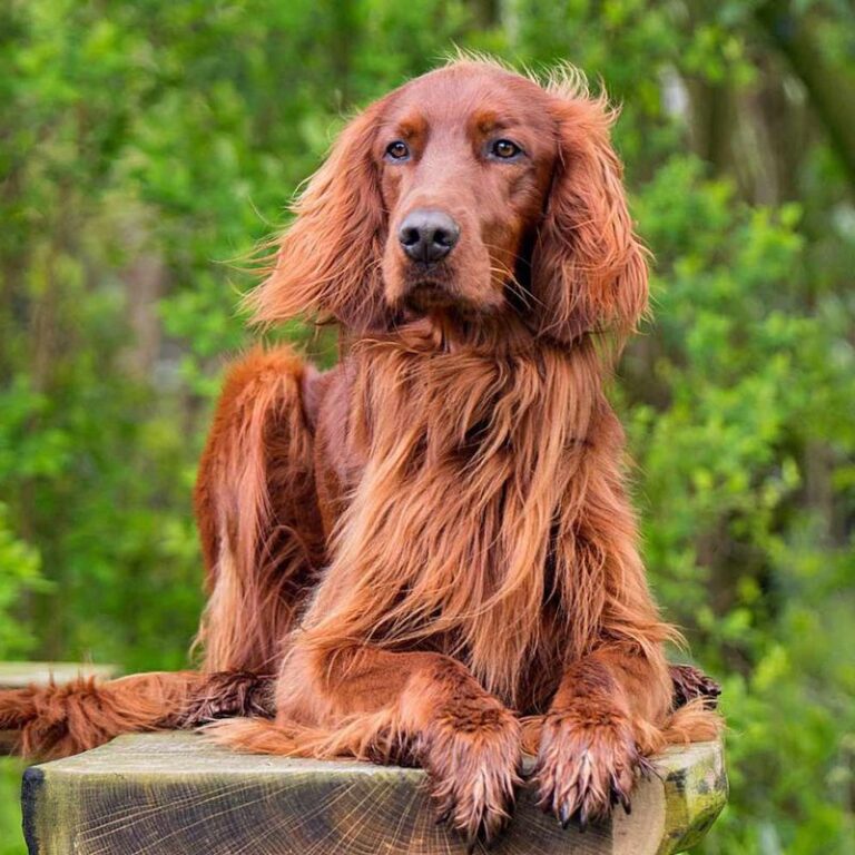 7 Stunning Orange Dog Breeds That Brighten Every Room - Epic dogs tales